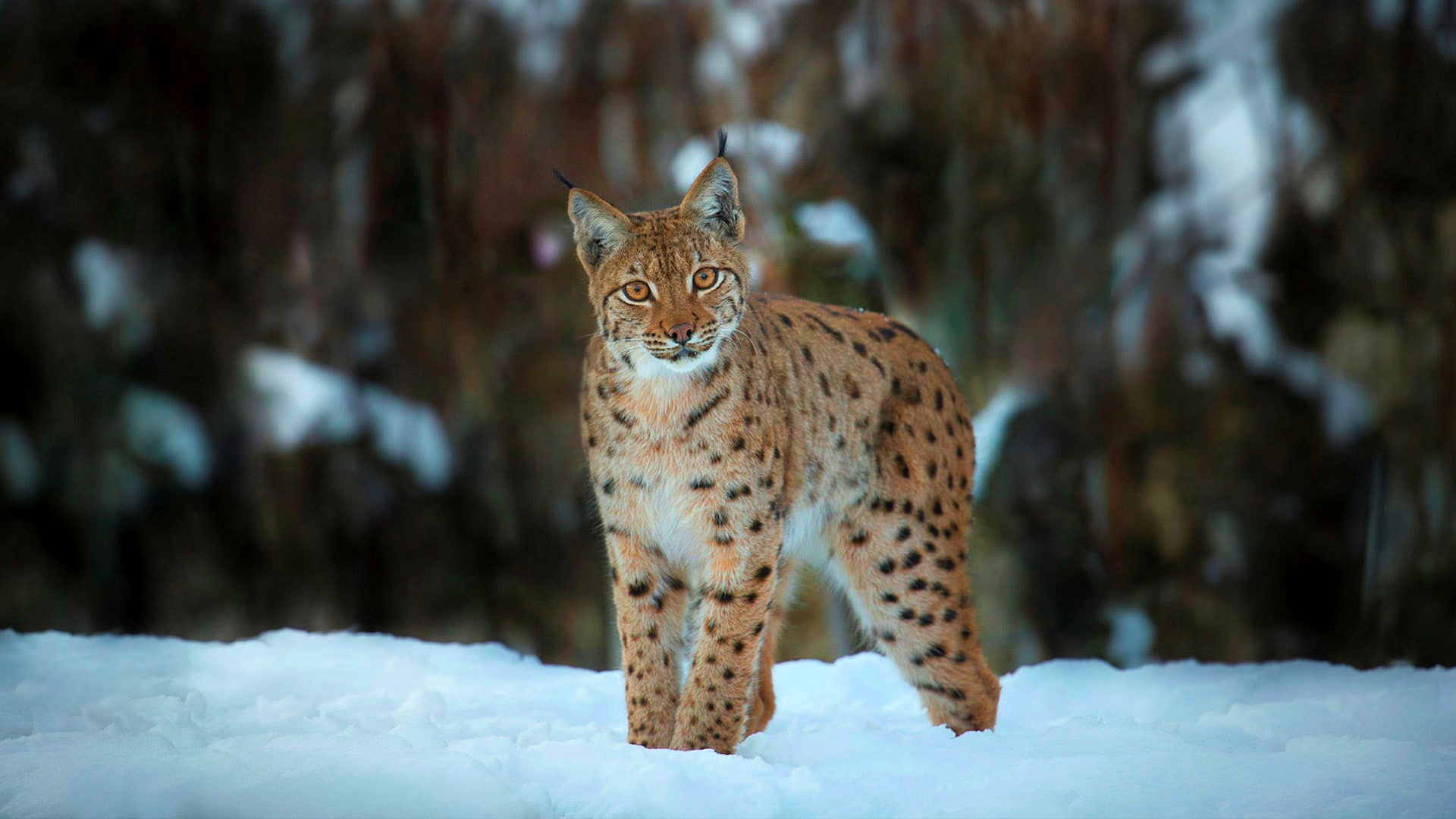 Der Luchs - Doku | Play Suisse